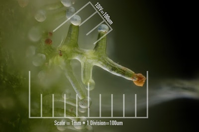 Humboldt Seed Debuts First High-Potency Triploid Cannabis Seeds ...