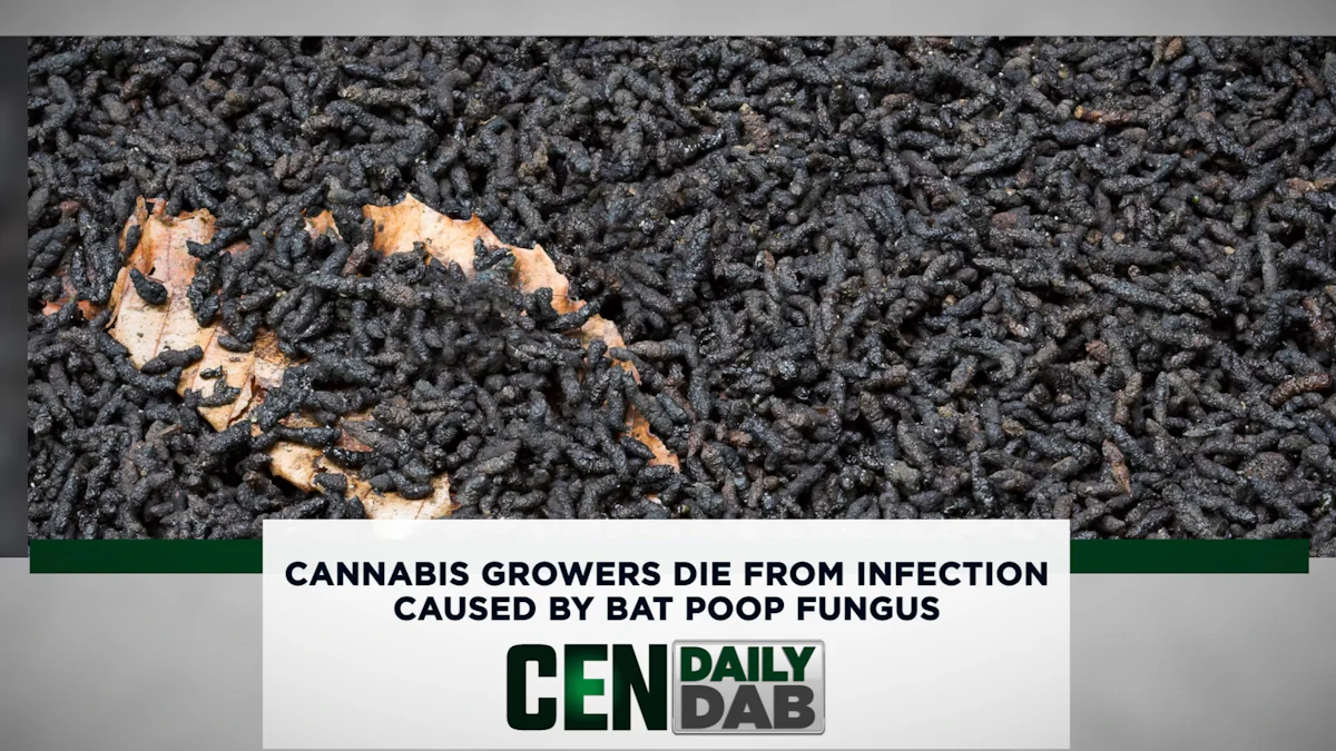 Cannabis Growers Die from Infection Caused by Bat Poop Fungus ...