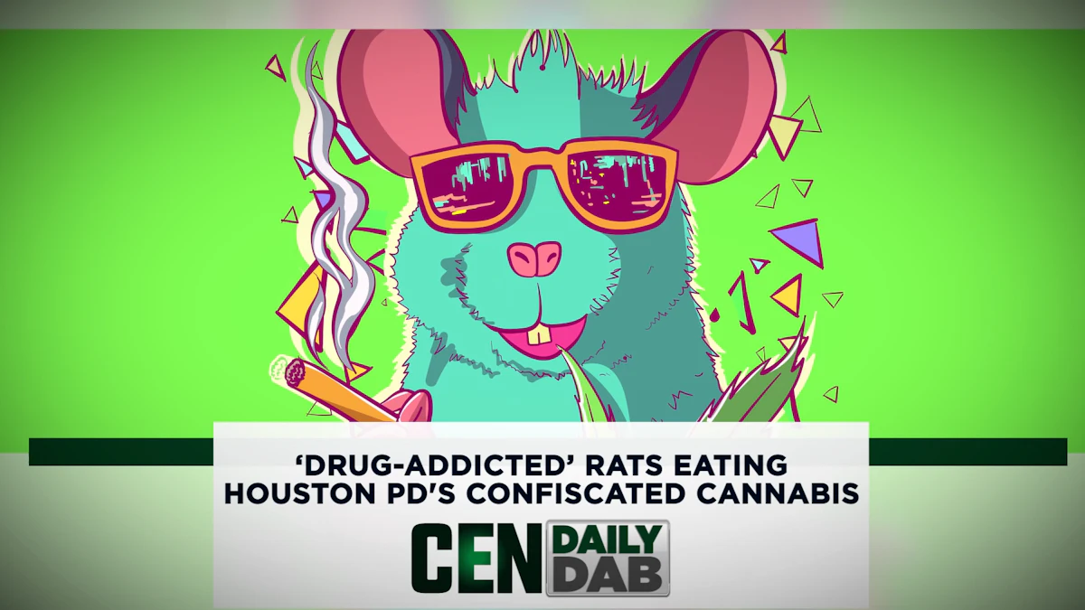 ‘Drug-Addicted’ Rats Eating Houston PD's Confiscated Cannabis ...