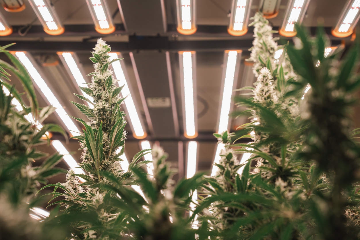 Vireo Growth Acquires Cannabis Cultivation and Production Facility ...